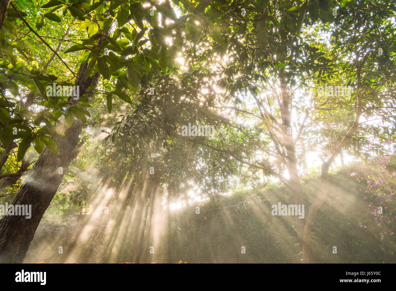 Morning sun light rays Stock Photo - Alamy