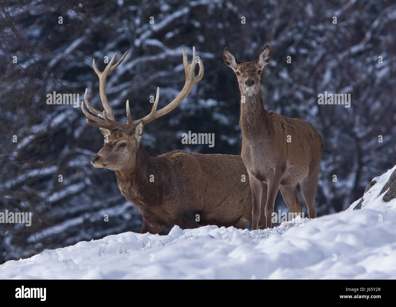 wild horns deer deer stag roe forest hart stag wild horns deer deer ...