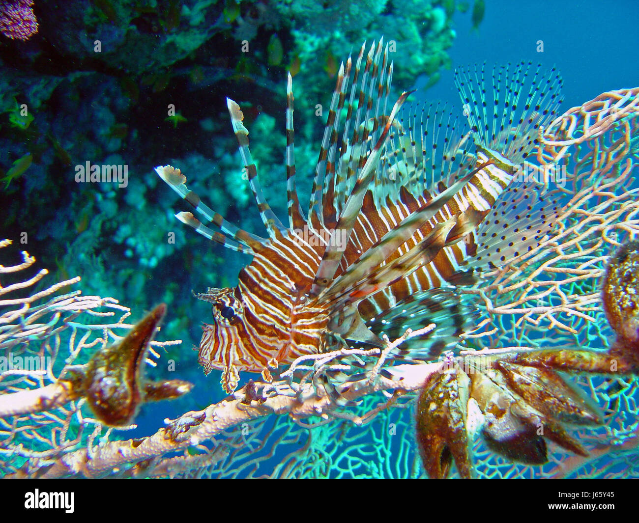 salt water sea ocean water red toxic poisonous aquarium underwater ...