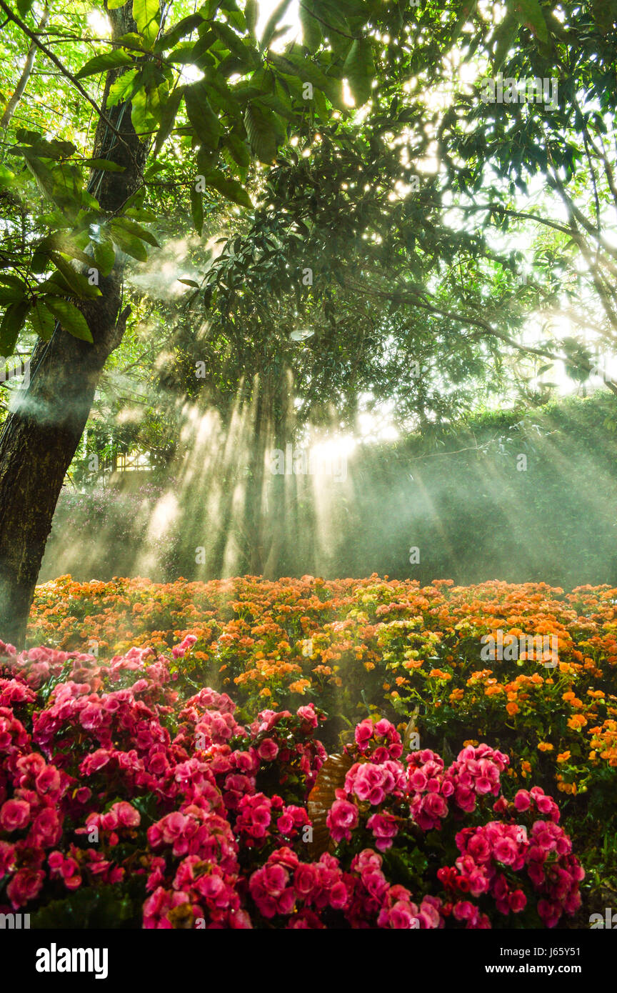 Morning sun light rays Stock Photo - Alamy