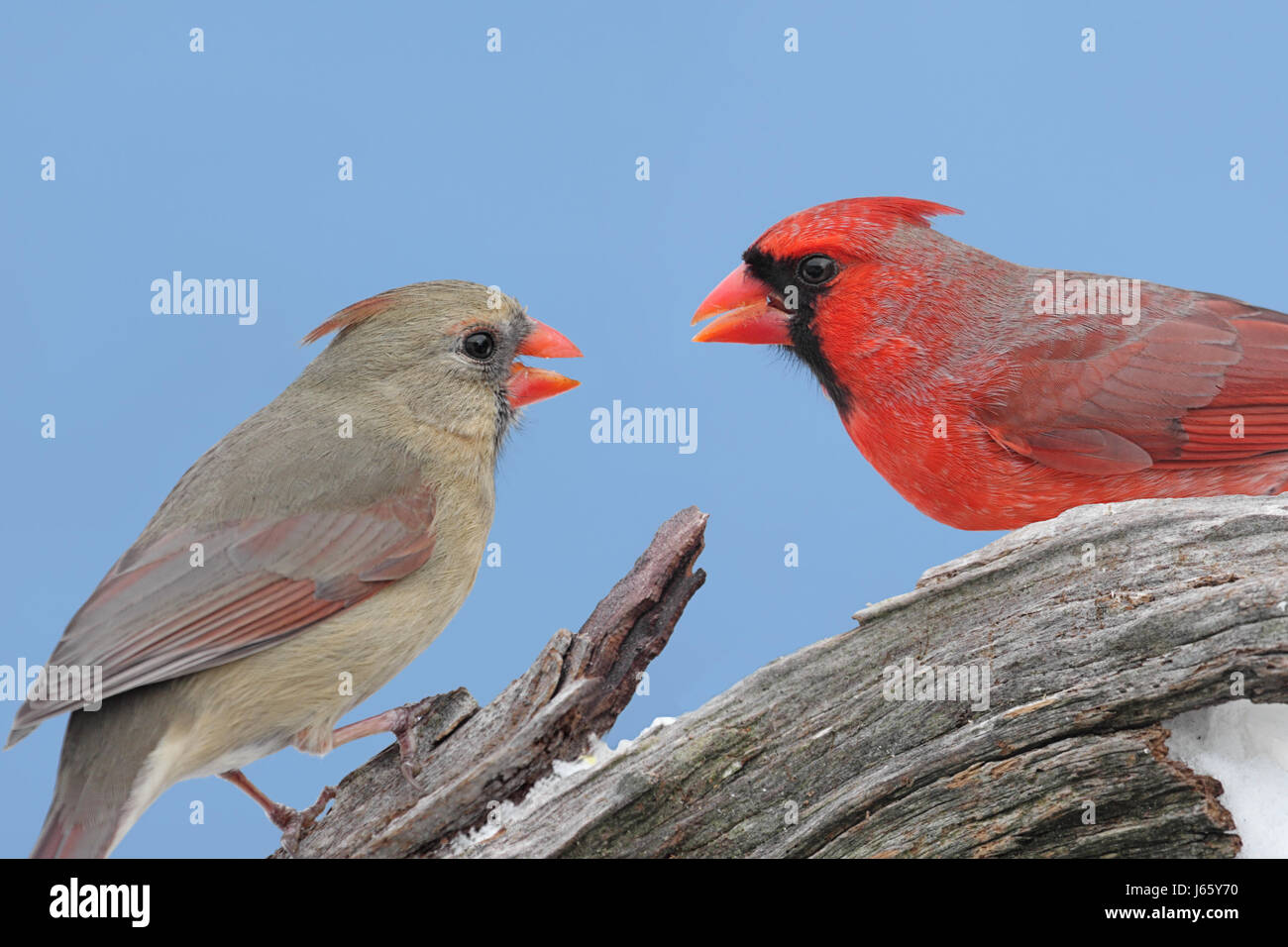 tree bird snow coke cocaine material drug anaesthetic addictive drug ...