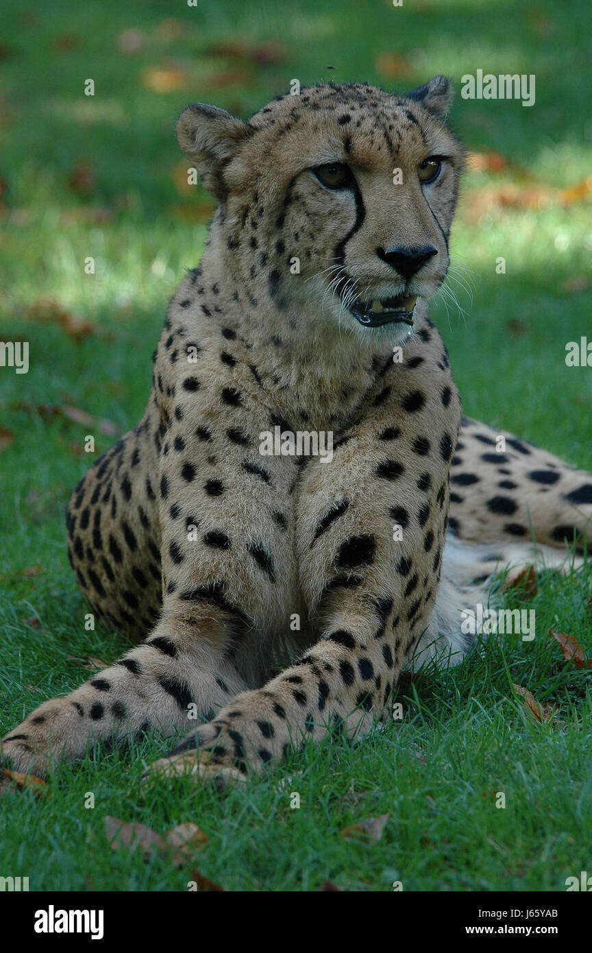 animals big cat feline predator cat cheetah nature animal africa ...