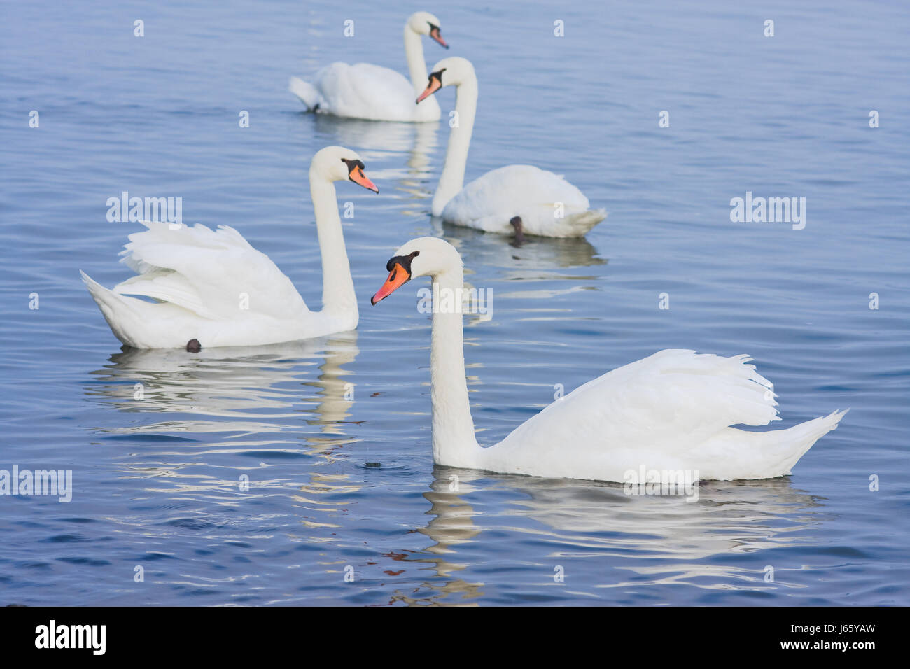 four swans on water Stock Photo - Alamy