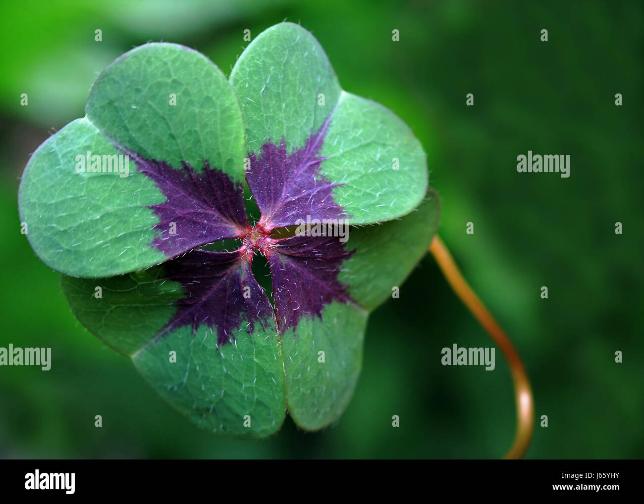 leaf leaves four cloverleaf plant leaf green leaves four clover stalk ...