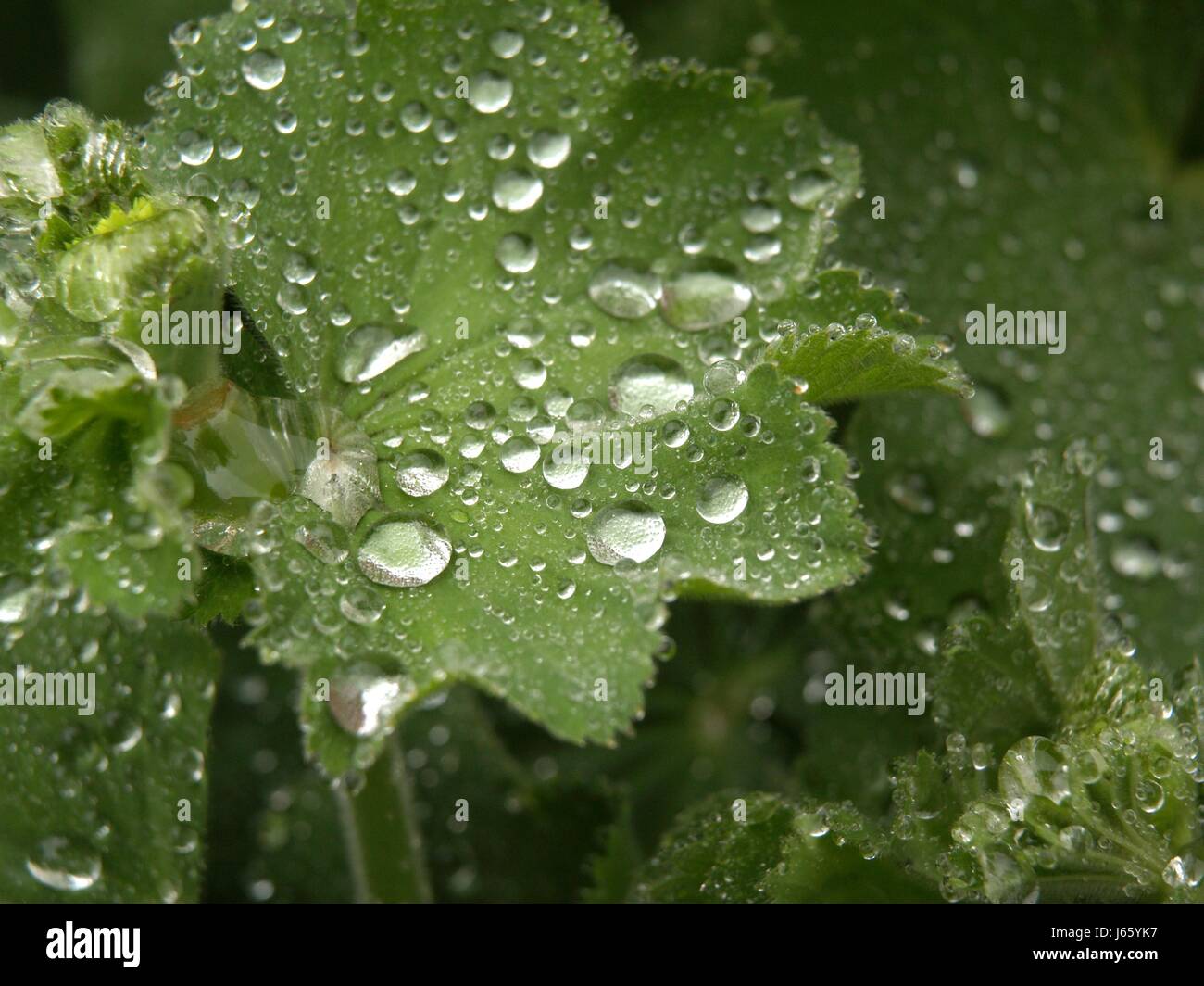 flower plant green raindrop wet drop drip drops seeping sopping drips ...