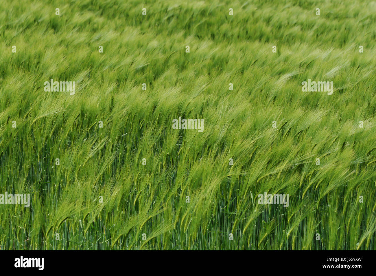 wind in the field Stock Photo - Alamy