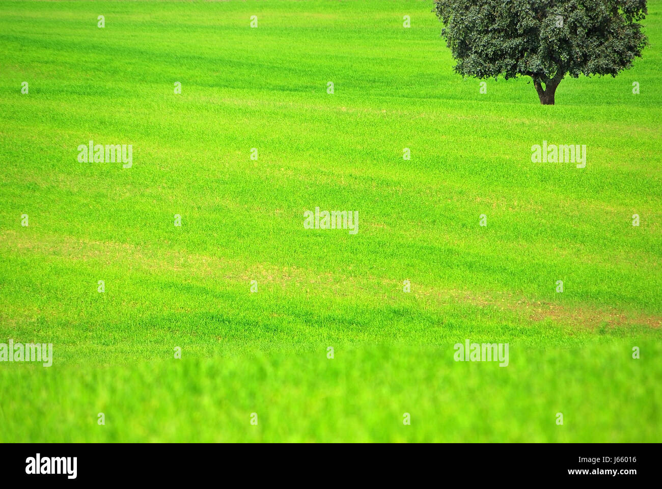 tree field area piece section segment part rural meadow grass lawn ...