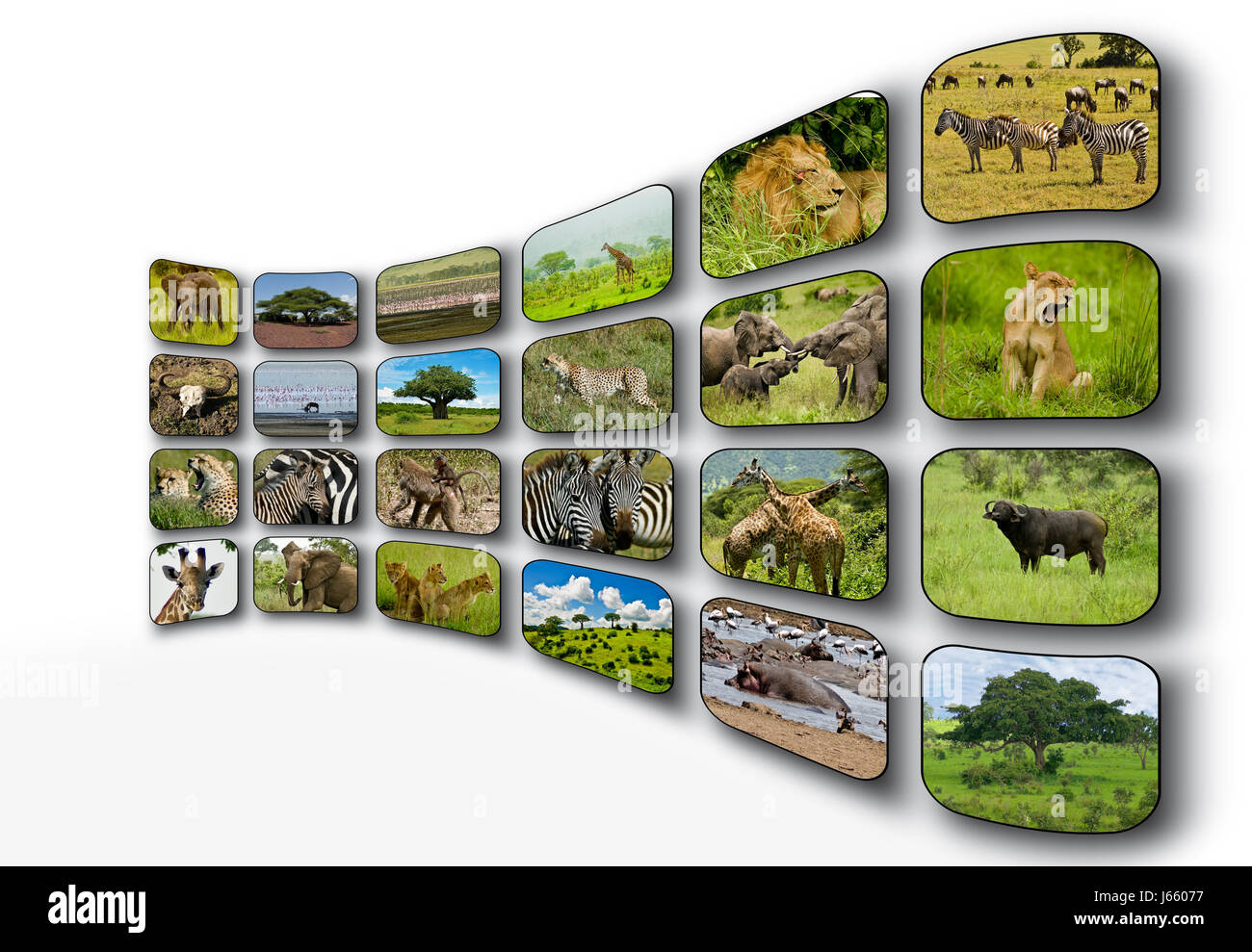 screens animals africa Stock Photo - Alamy