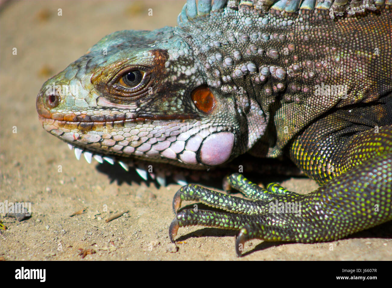 animal wild lizard wildlife iguana dragon blue animal pet scrabble ...