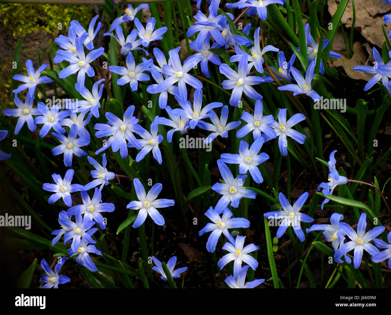 Meadow with alpine squill scilla bifolia hi-res stock photography and ...