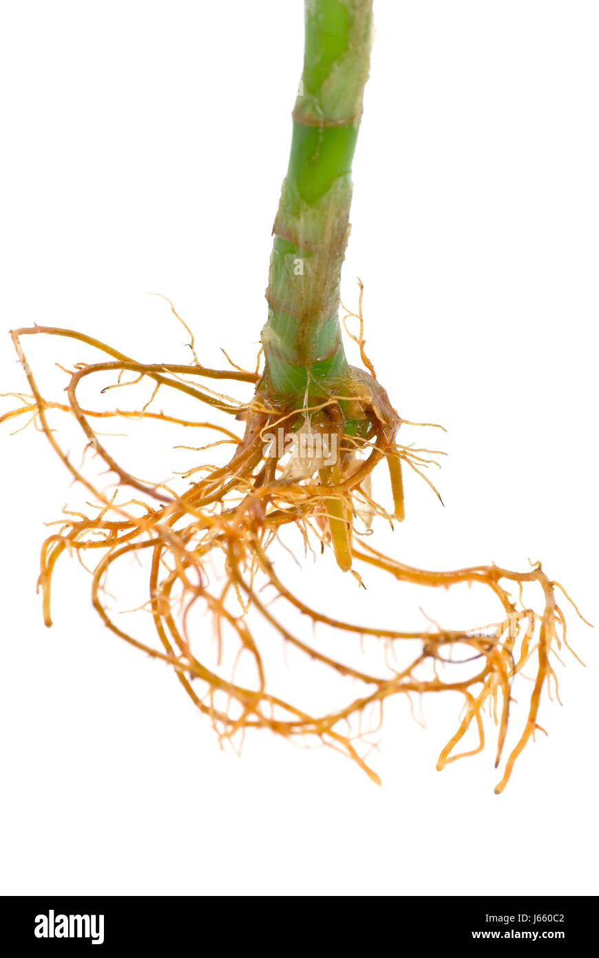 root - bamboo Stock Photo - Alamy