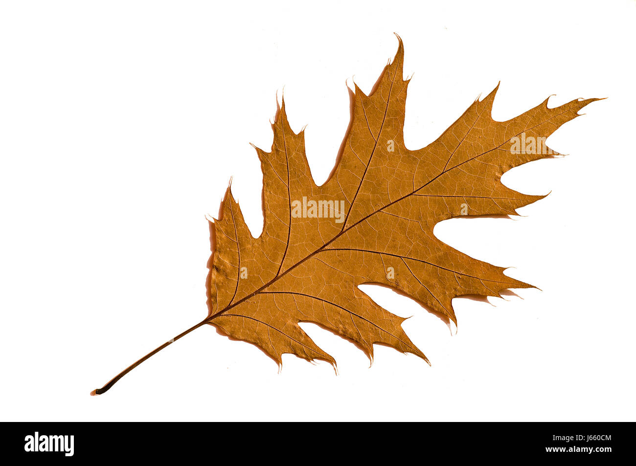 Eichenlaub hi-res stock photography and images - Alamy