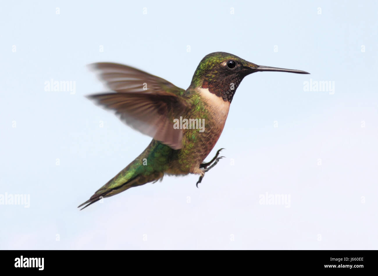 birds wing feathers wildlife hummingbird fly flies flys flying nature ...