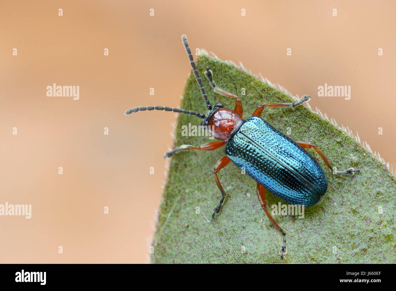 cereal leaf beetle Stock Photo - Alamy