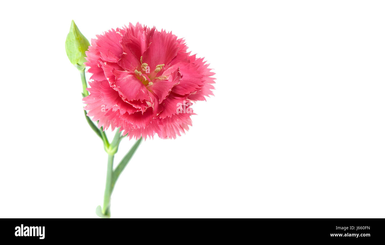 isolated flower plant carnation stalk stem pink isolated flower plant ...