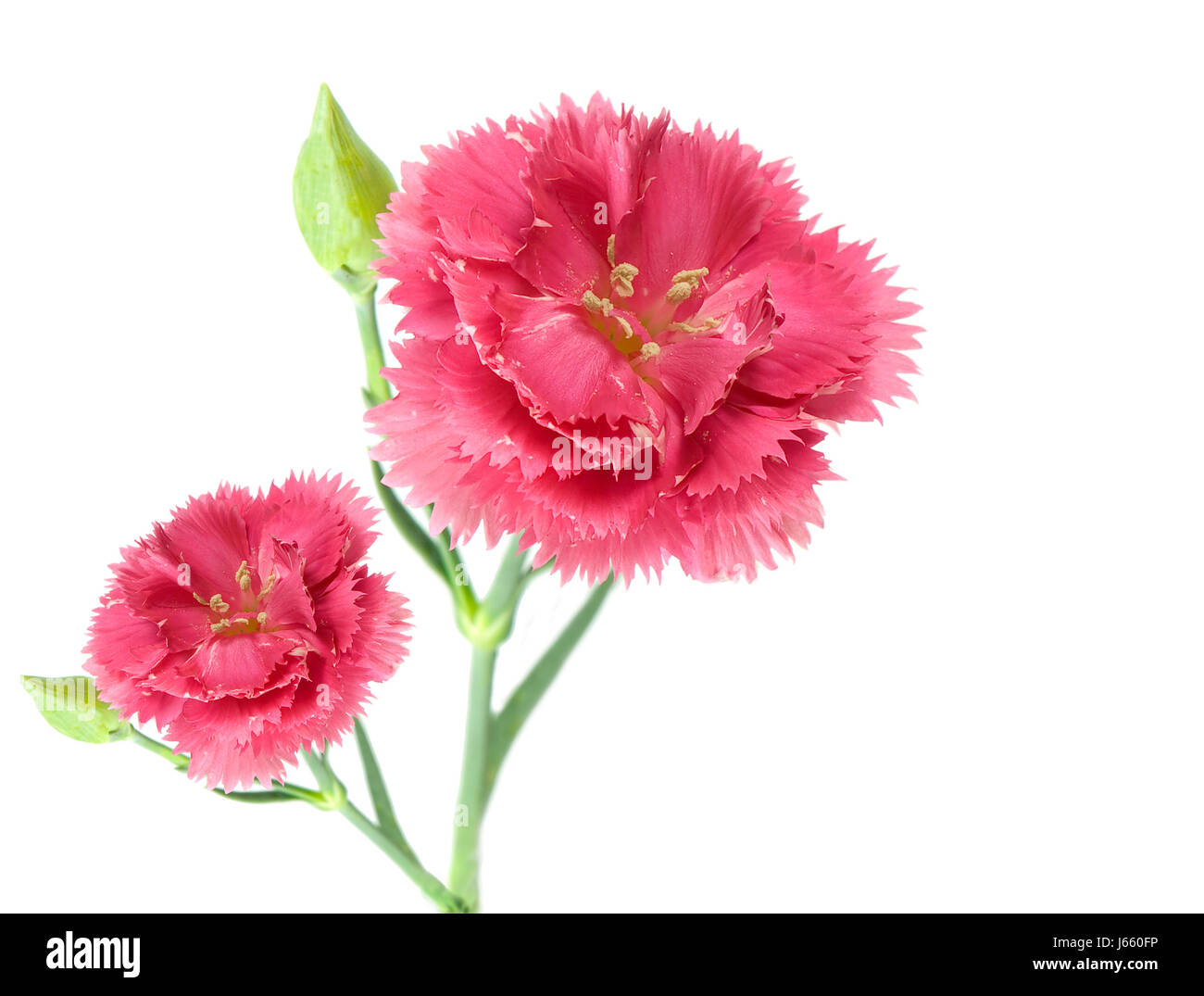 isolated flower plant carnation stalk stem pink isolated flower plant ...