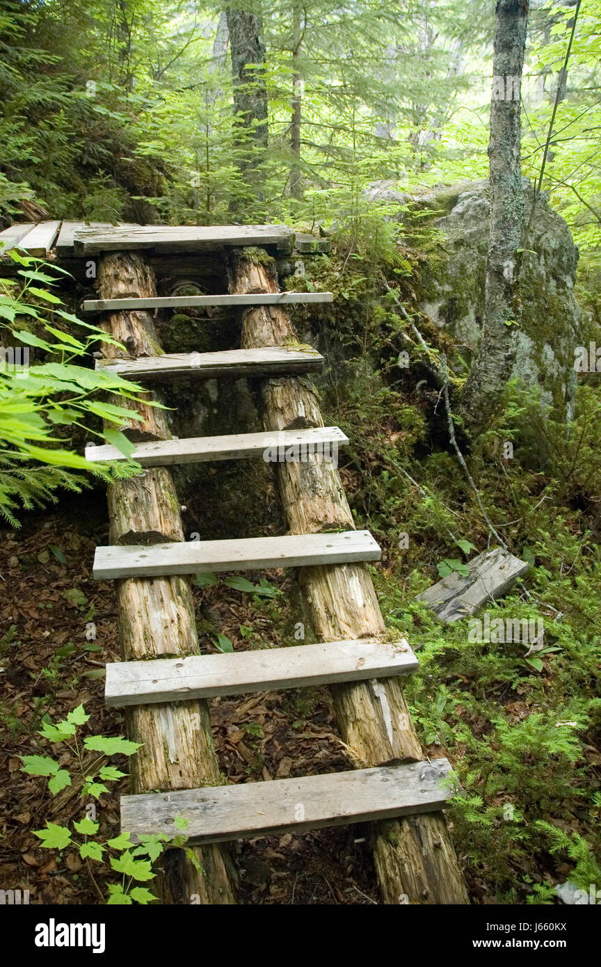 stairs forest wood branches land globe planet earth world stair trail ...
