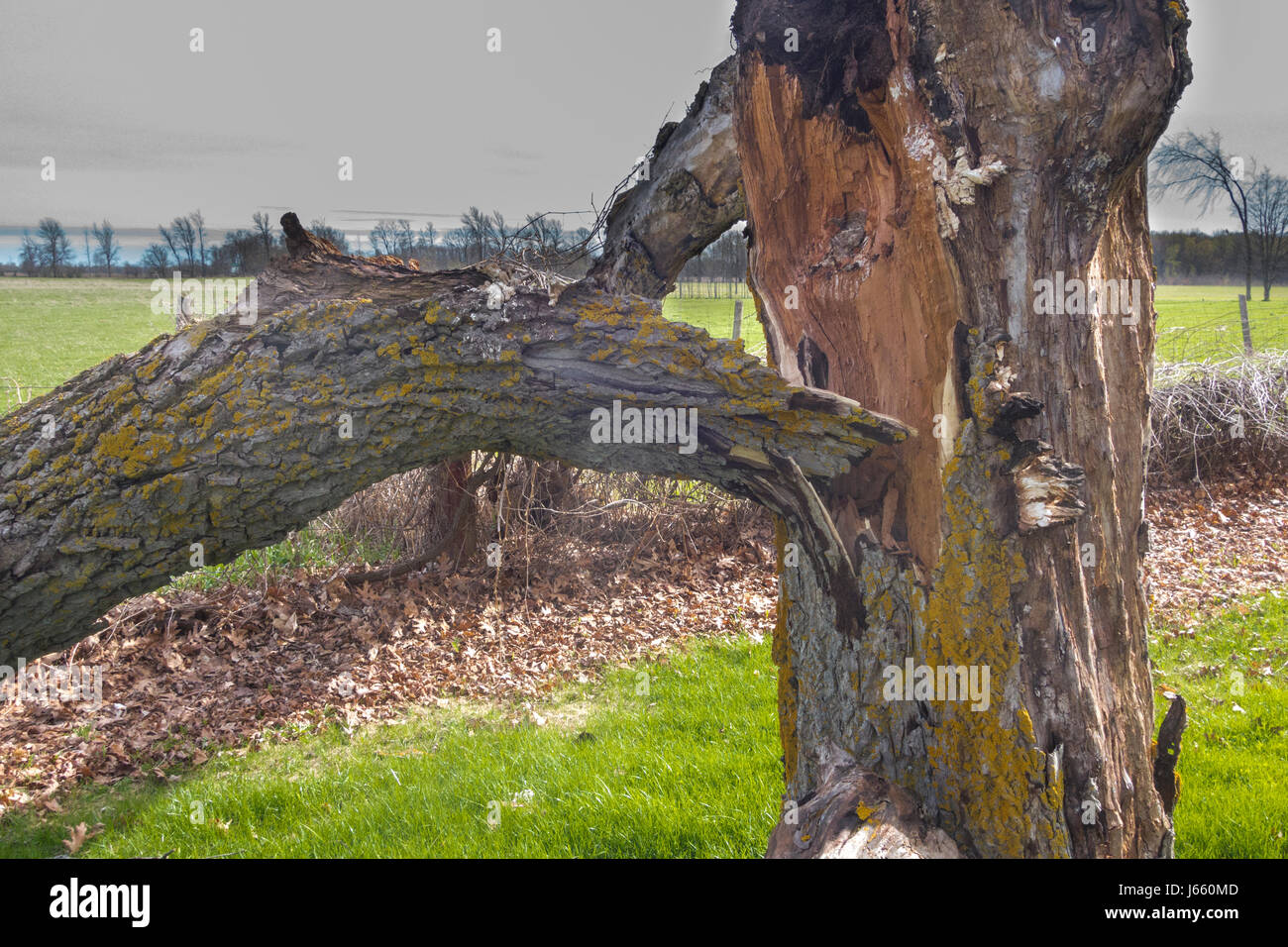 Split tree trunk fallen tree hi-res stock photography and images - Alamy