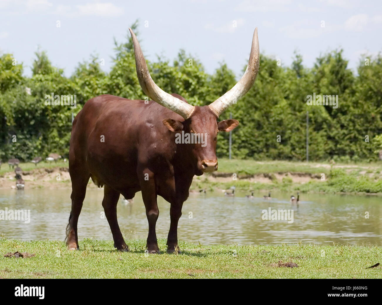 animal fauna wild animal mammal fauna wild bull fur safari vegetation ...