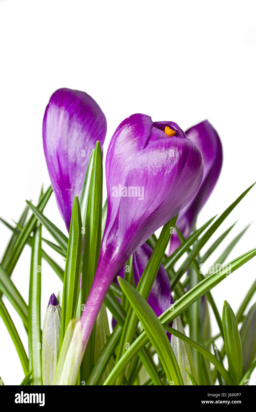 purple crocus isolated on white Stock Photo - Alamy