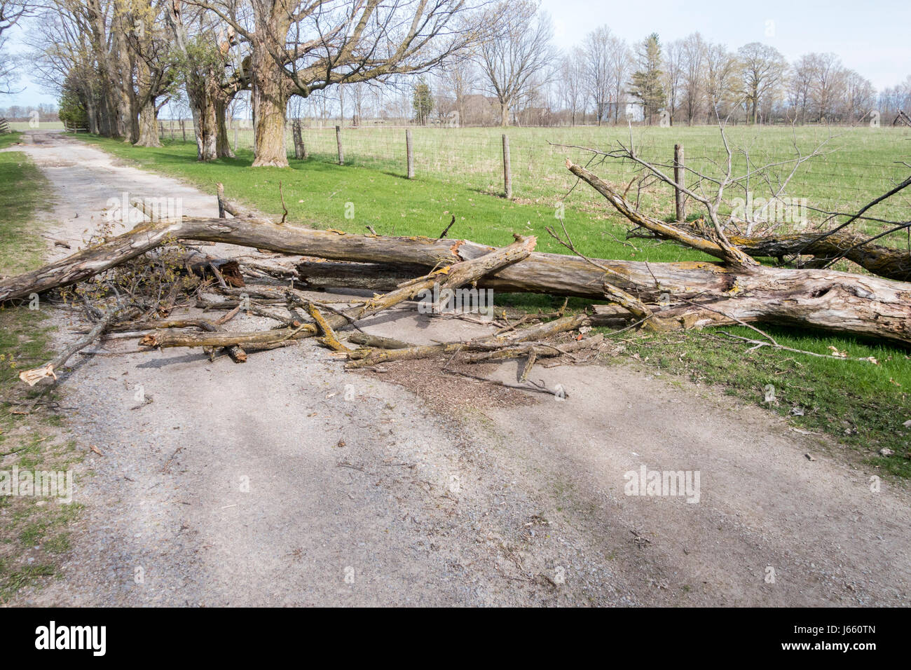 Dead tree struck by lightning hi-res stock photography and images - Alamy