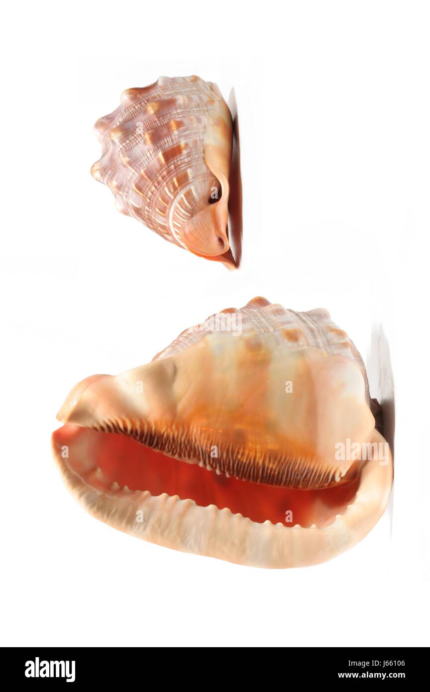 escargots wreck shells mussels animal mollusc shell snail escargots ...