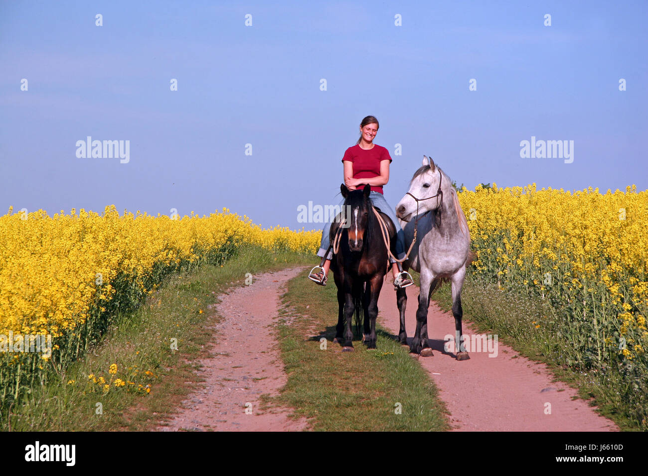 woman ride coleseed horse horses spring rider equestrian path way ...