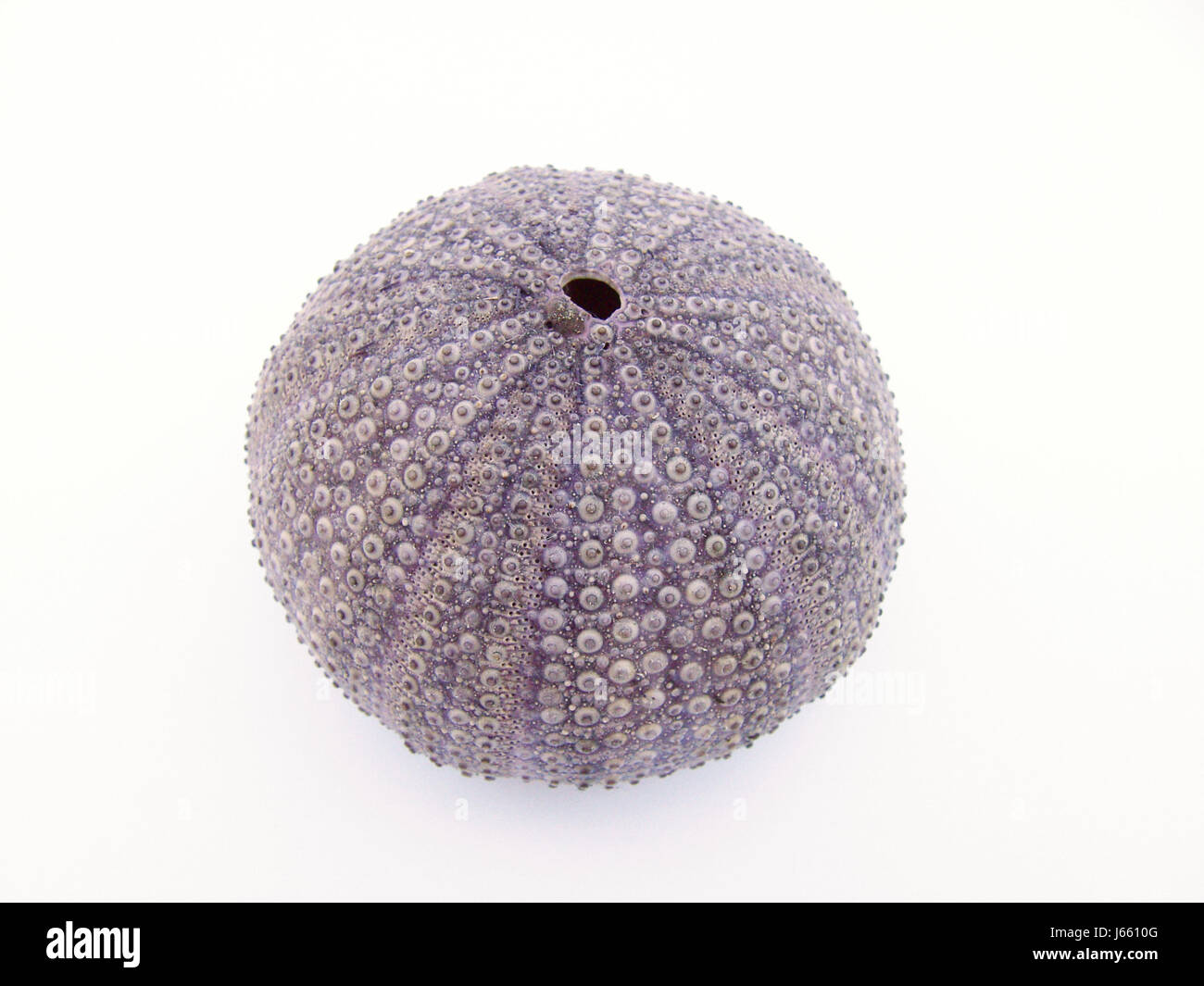 death skeleton hedgehog salt water sea ocean water ??urchins urchins ...