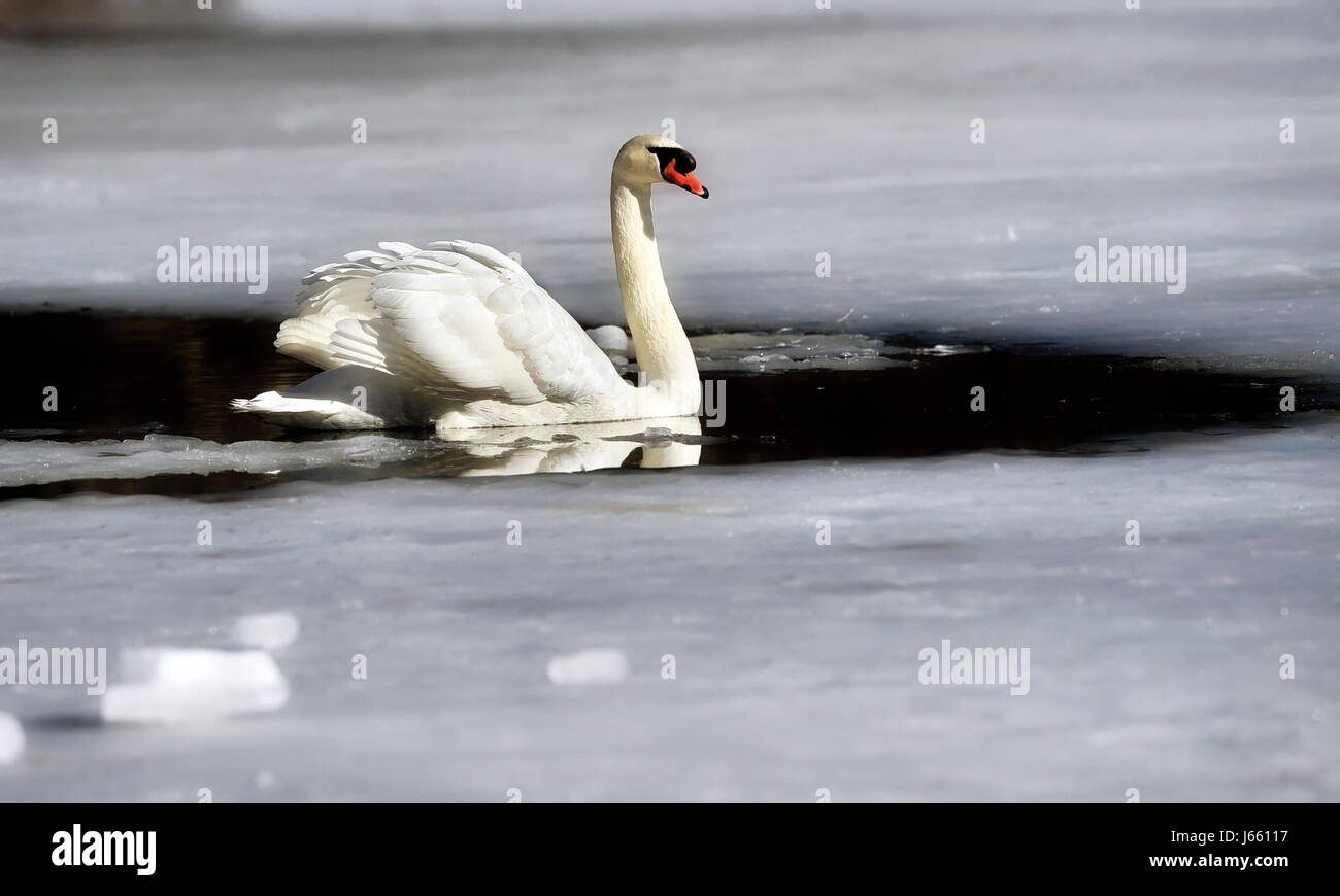 winter cold swan frozen fresh water lake inland water water swimming ...
