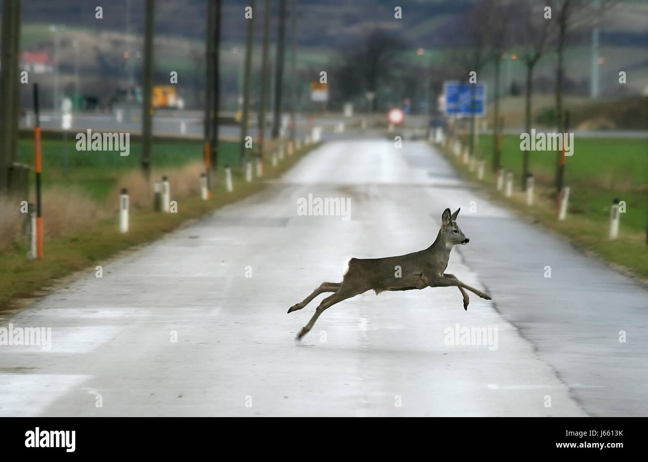Wildwechsel hi-res stock photography and images - Alamy