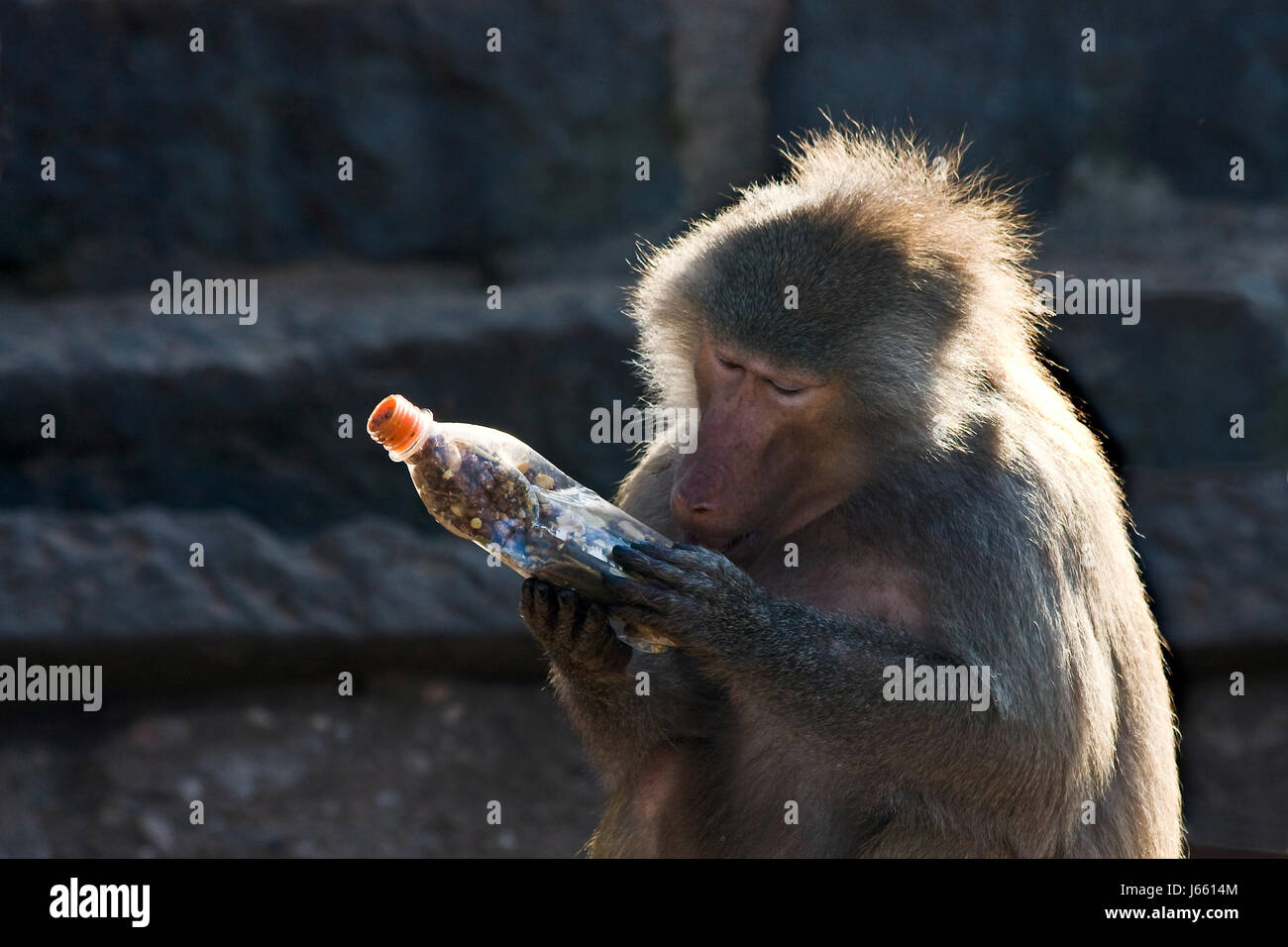 investigate curious nosey nosy portrait monkey baboon examine fodder ...