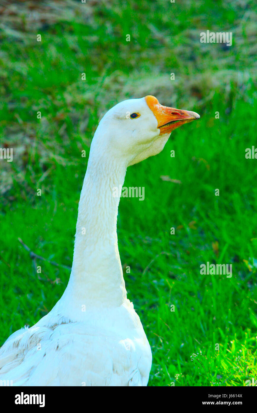 domestic white goose with long neck on the poultry Stock Photo - Alamy