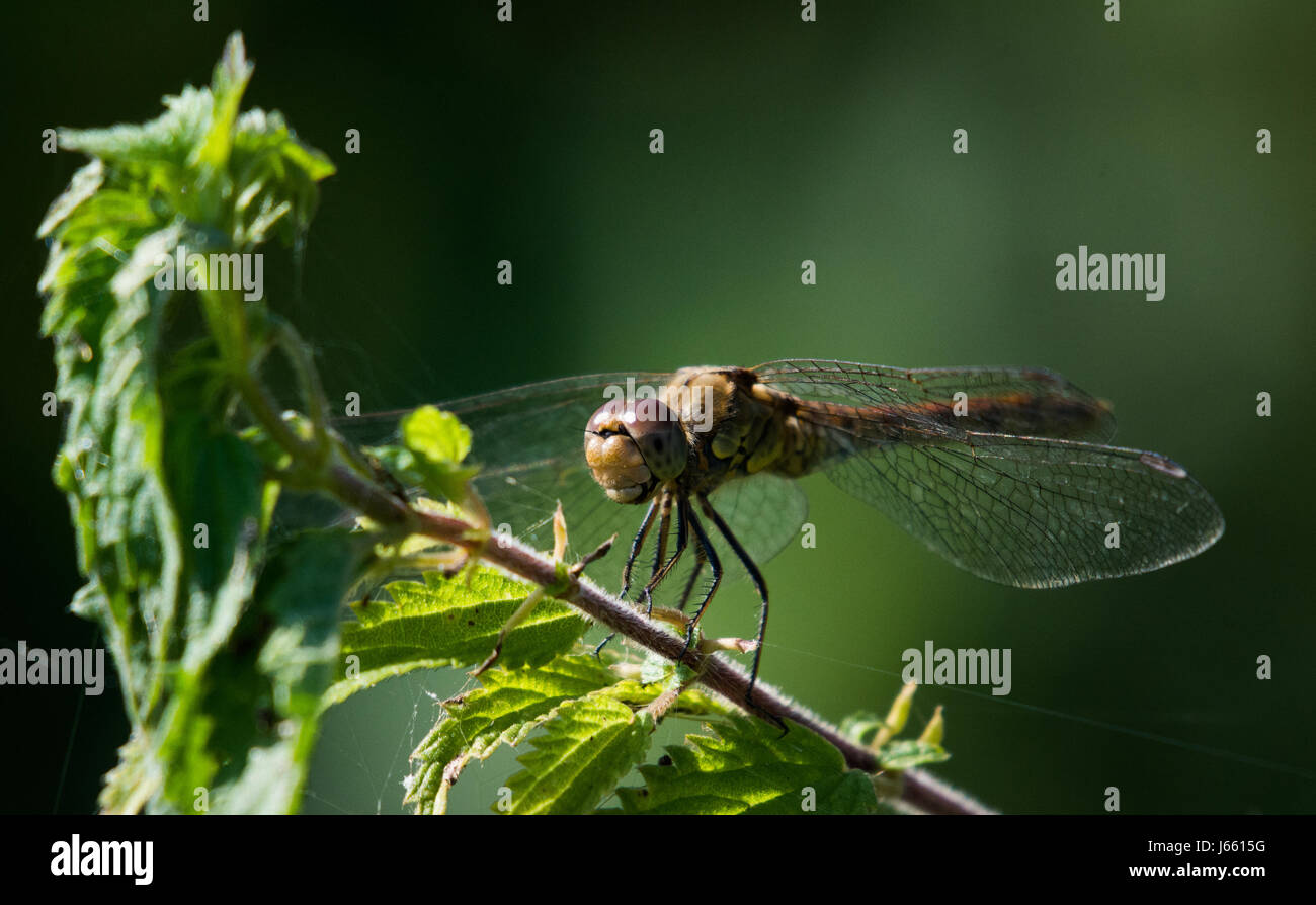 Norfolk hawker dragonfly hi-res stock photography and images - Alamy