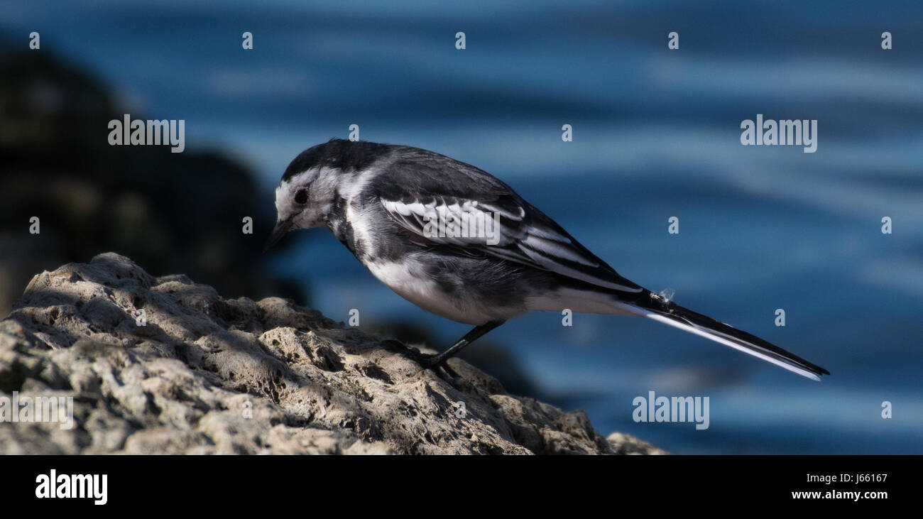 Wagging tail bird hi-res stock photography and images - Alamy