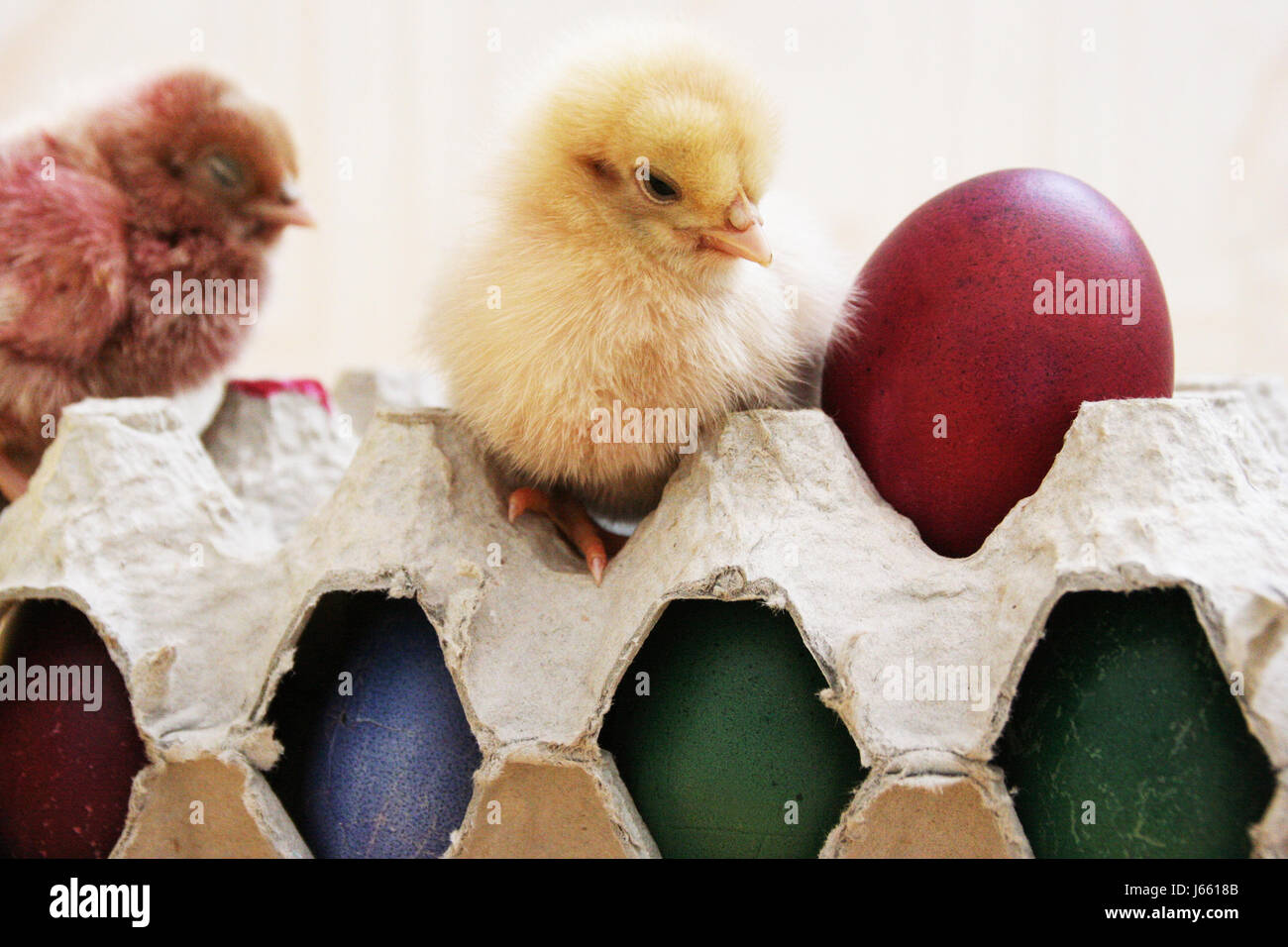 chicks on egg box Stock Photo - Alamy