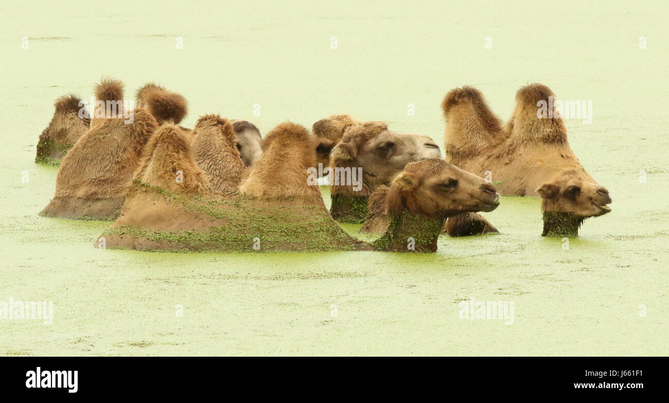Male female camel hi-res stock photography and images - Alamy