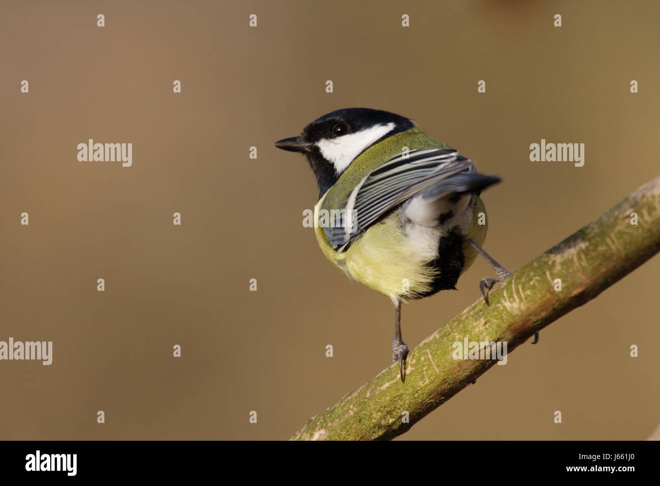 great titmouse major bird birds look glancing see view looking peeking ...