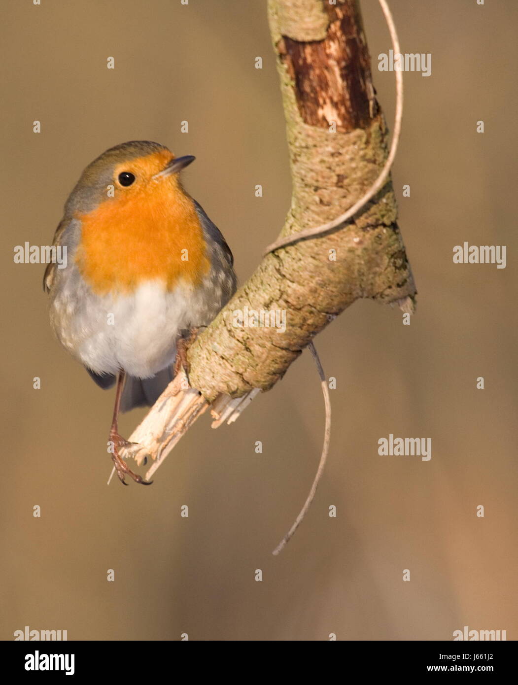 robin profile bird eye organ birds look glancing see view looking ...