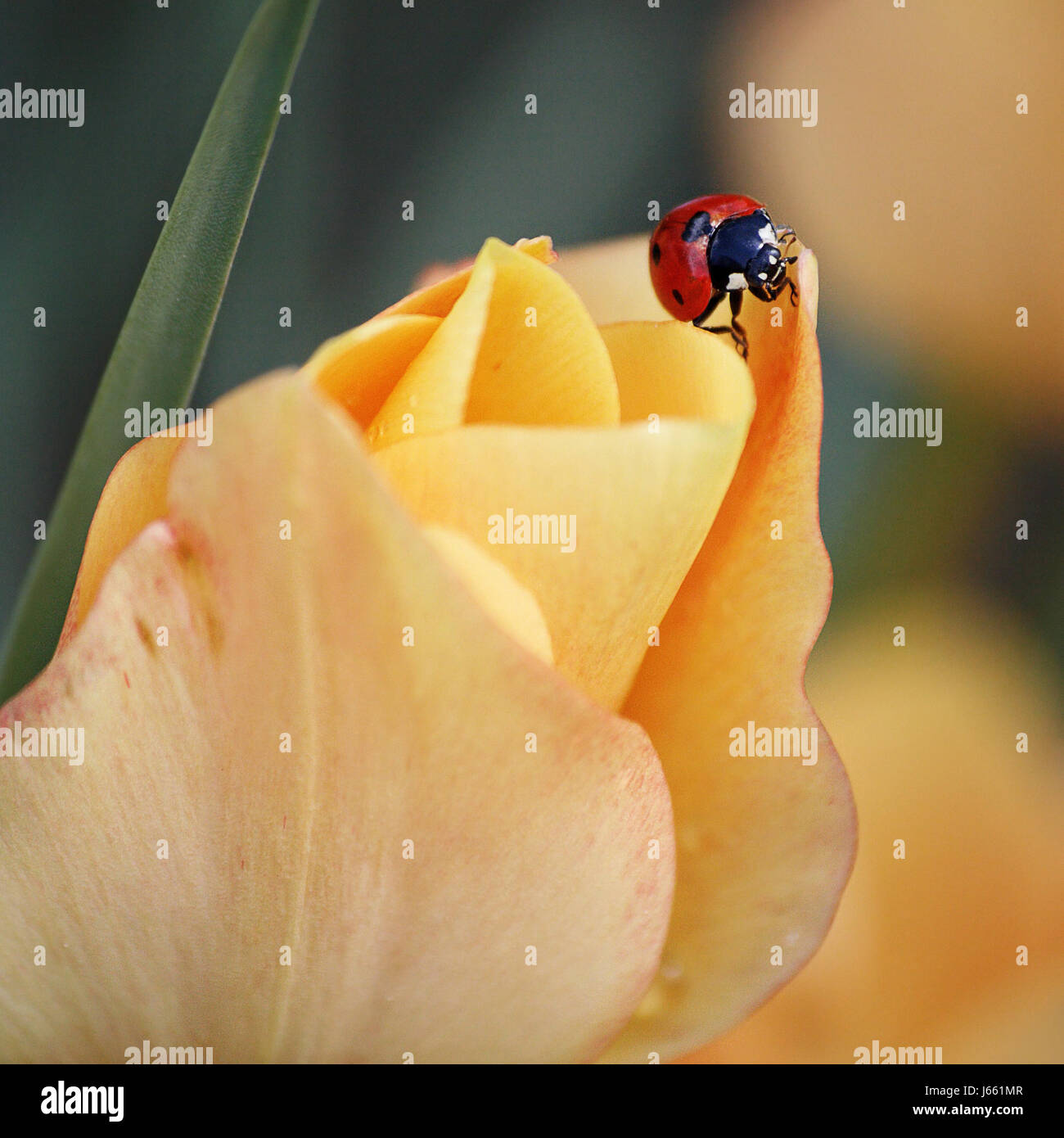 ladybird on flower Stock Photo - Alamy