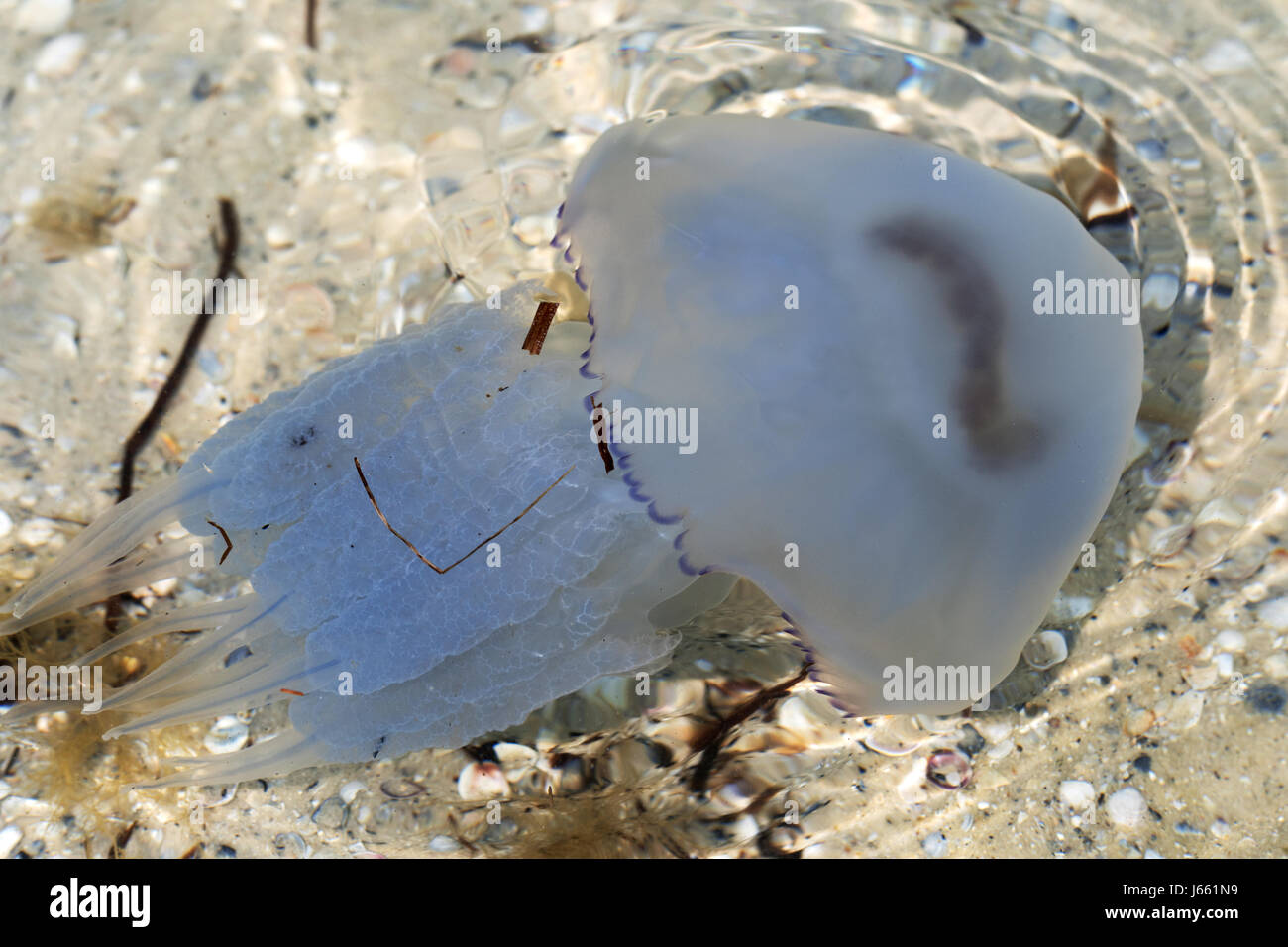 Jellyfish (Rhizostomae) swim in sea at sun summer day. Close-up view ...