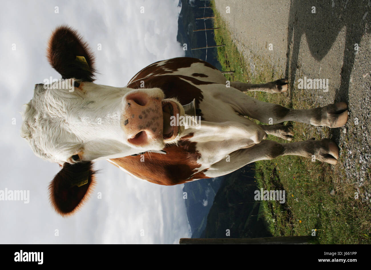 cow from the front Stock Photo - Alamy