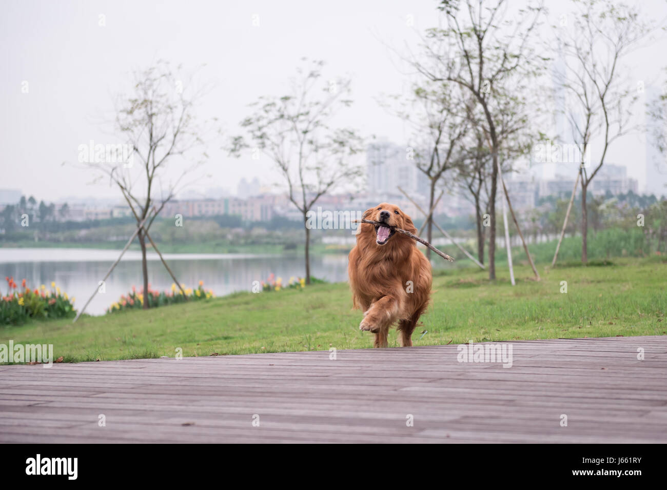 The Golden Retriever in the outdoor on the grass Stock Photo - Alamy