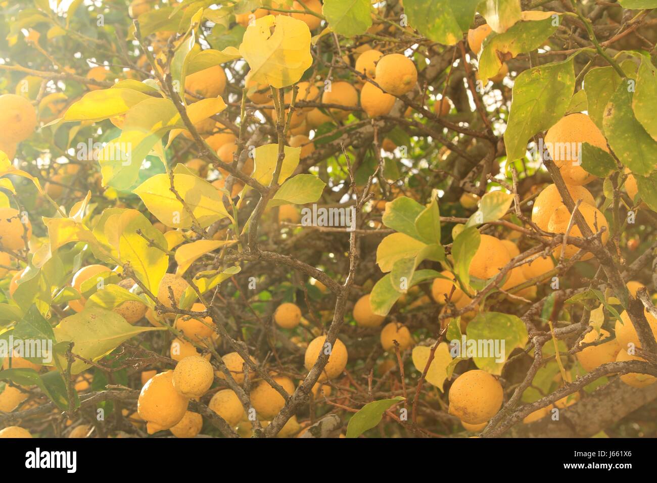 Lemon tree, Ischia, Italy Stock Photo - Alamy