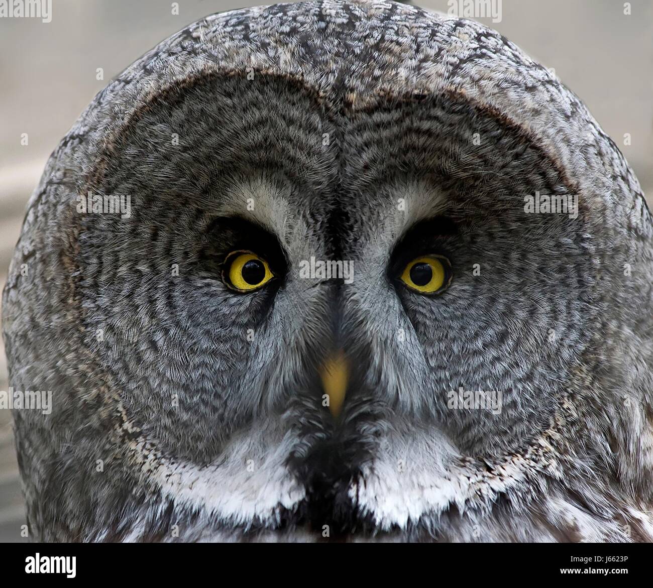 curious nosey nosy portrait eyes look glancing see view looking peeking ...
