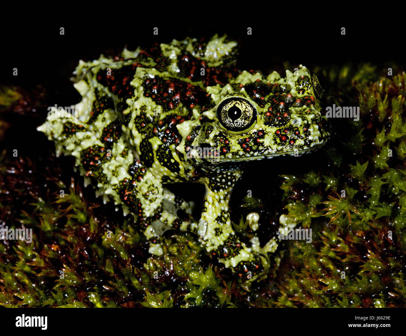 green frog to camouflage toad green asia virgin forest eyes frog moss ...