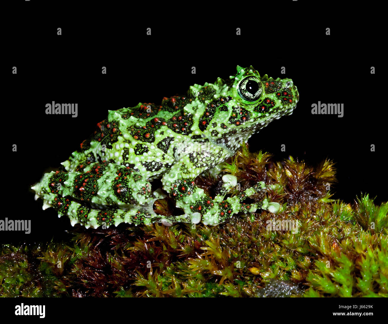 Moosfrsche hi-res stock photography and images - Alamy