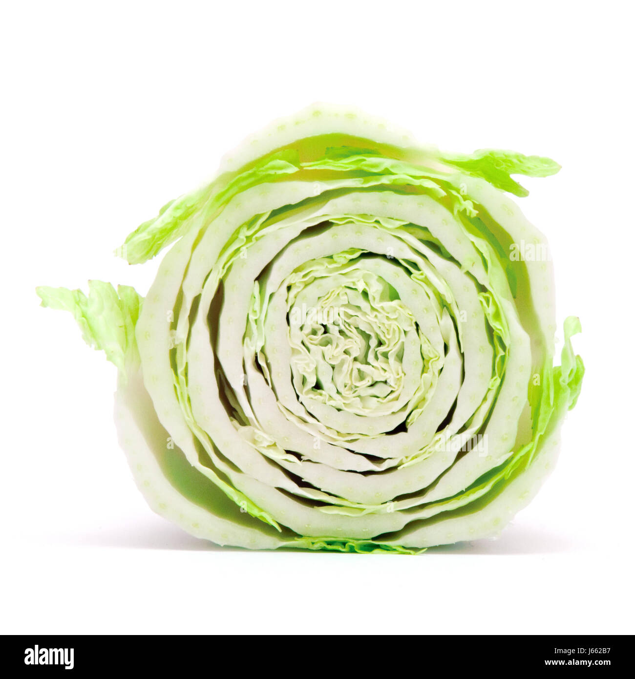 isolated agriculture farming china cut chinese cabbage asian backdrop ...