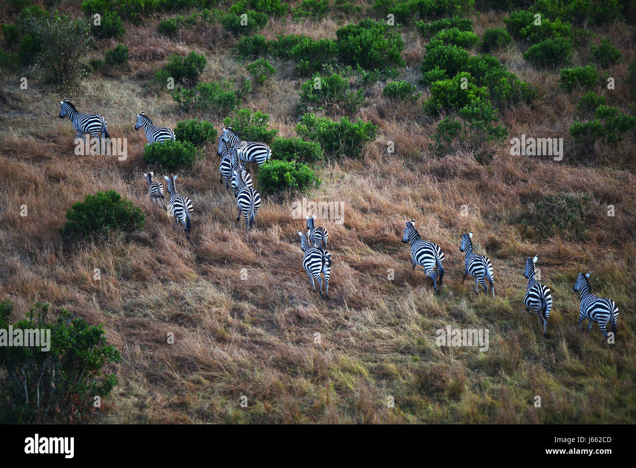 Zebra herd aerial view hi-res stock photography and images - Alamy