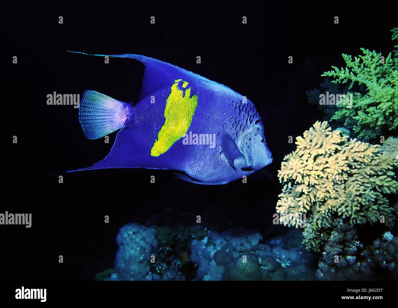 Mondsichelkaiserfische hi-res stock photography and images - Alamy