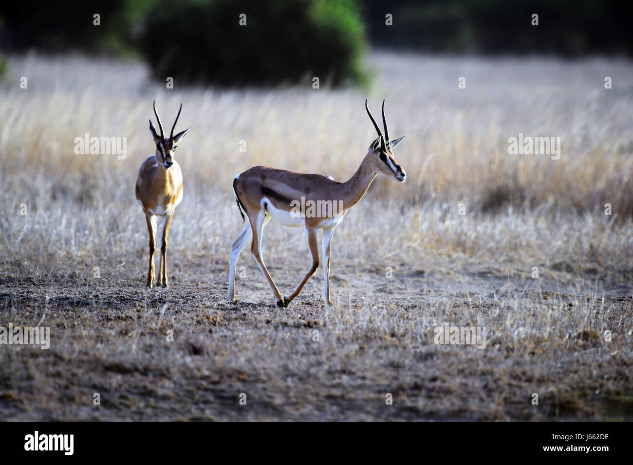 Antelope type animals hi-res stock photography and images - Alamy